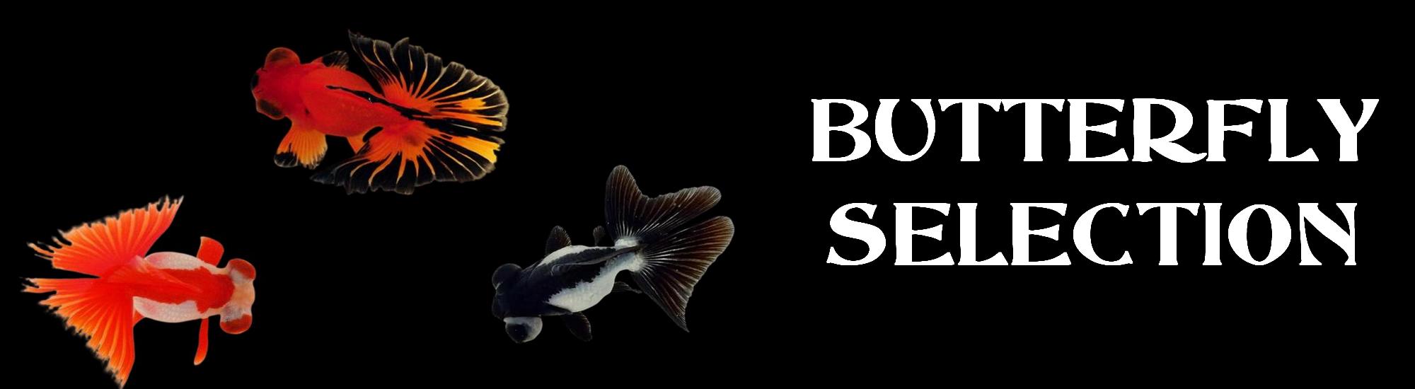 Vente de poissons rouge et voile de chine de Qualité PREMIUM