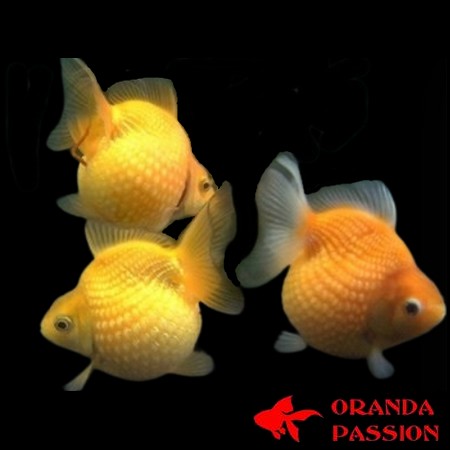 Pourquoi avoir des poissons d'eau froide ?-oranda-passion-fr