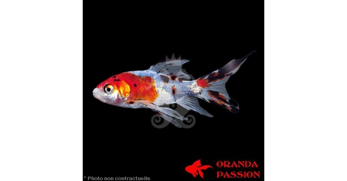 CARASSIUS AURATUS-SHUBUNKIN 4-7 CM lot de 10 - POISSON ROUGE/Comètes ...