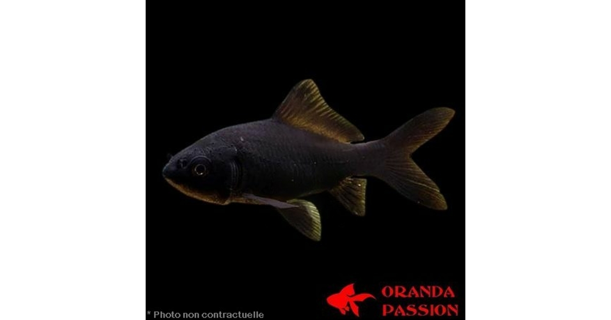 CARASSIUS AURATUS-COMETE NOIRE 4-7 CM lot de 10 - POISSON ROUGE/Comètes ...
