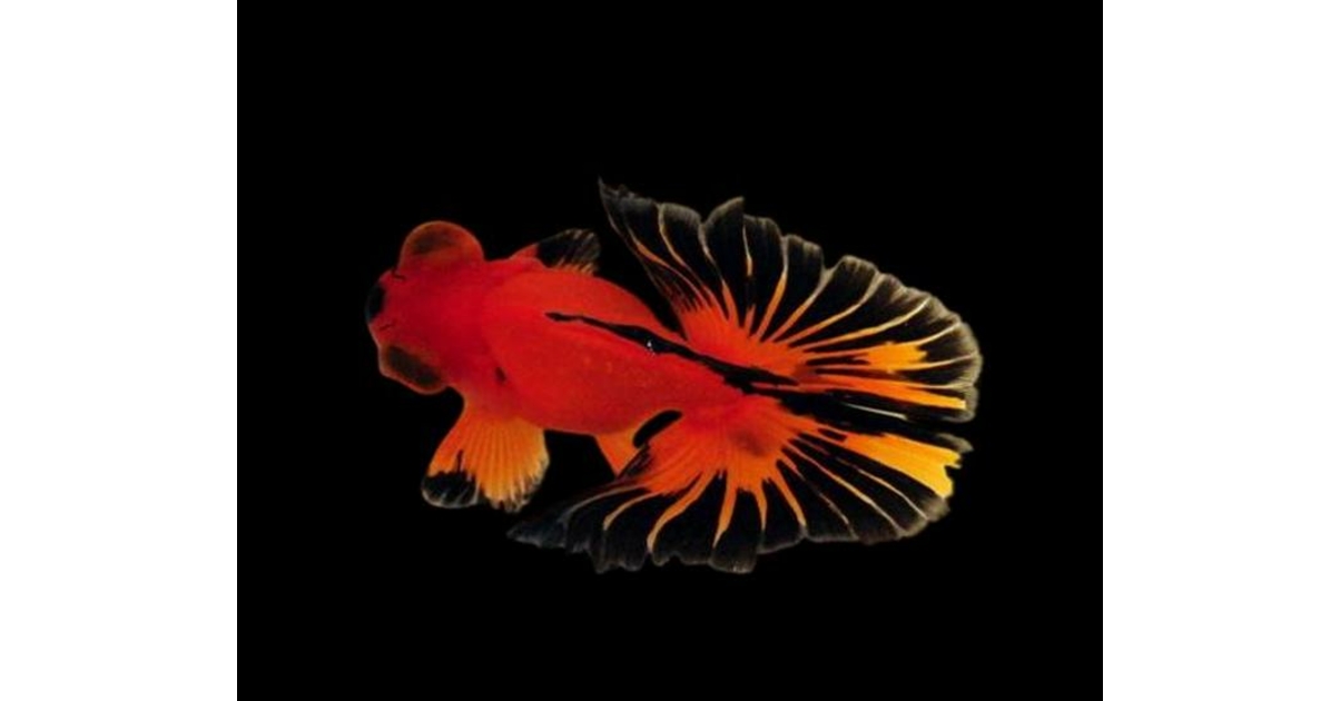 LE BUTTERFLY - Les différents variétés de Voiles de Chine - oranda ...