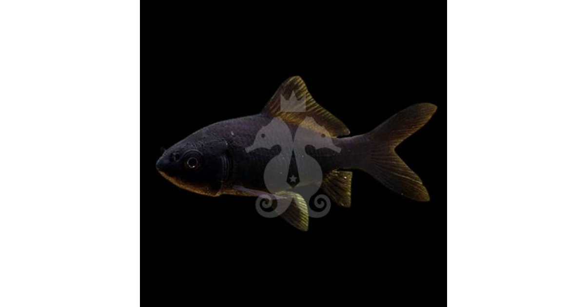 CARASSIUS AURATUS-COMETE NOIRE 4-7 CM lot de 10 - POISSON ROUGE/Comètes ...