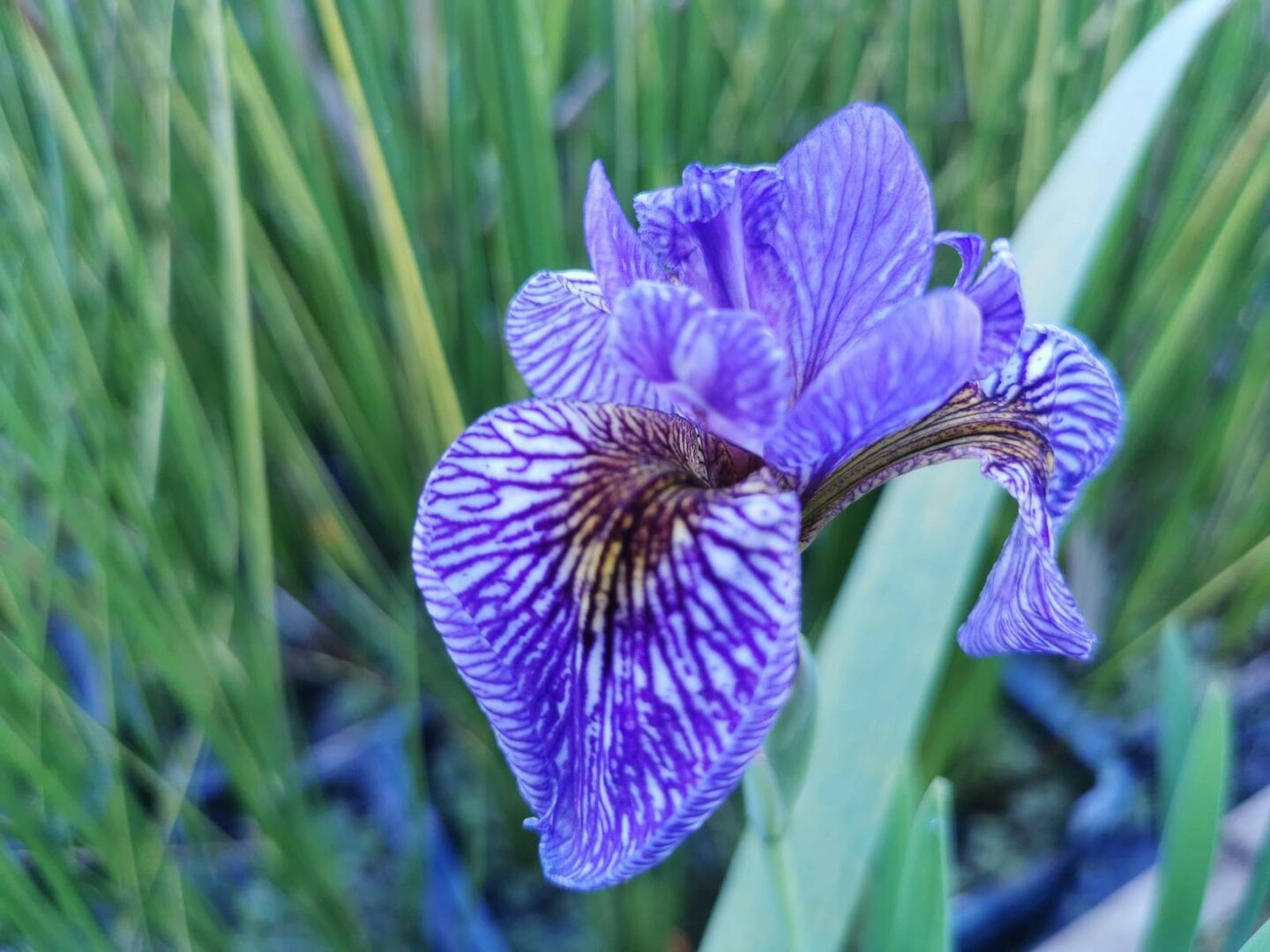 Iris 'Child of Roy' - PLANTES/Iris d'eau immergées - oranda-passion-fr