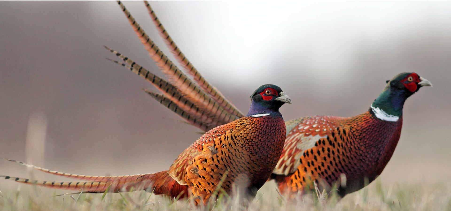 Qui sommes nous - Meissonier Chassse