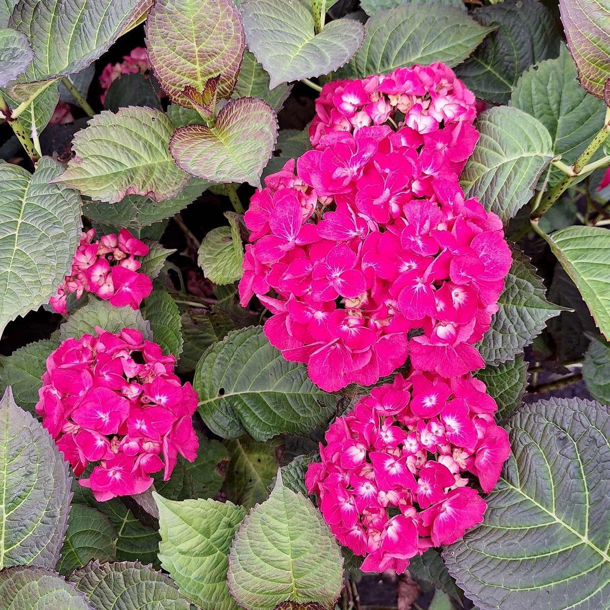 Hortensia Samba Fire - Hydrangea Samba Fire - Plantes de Terre de ...