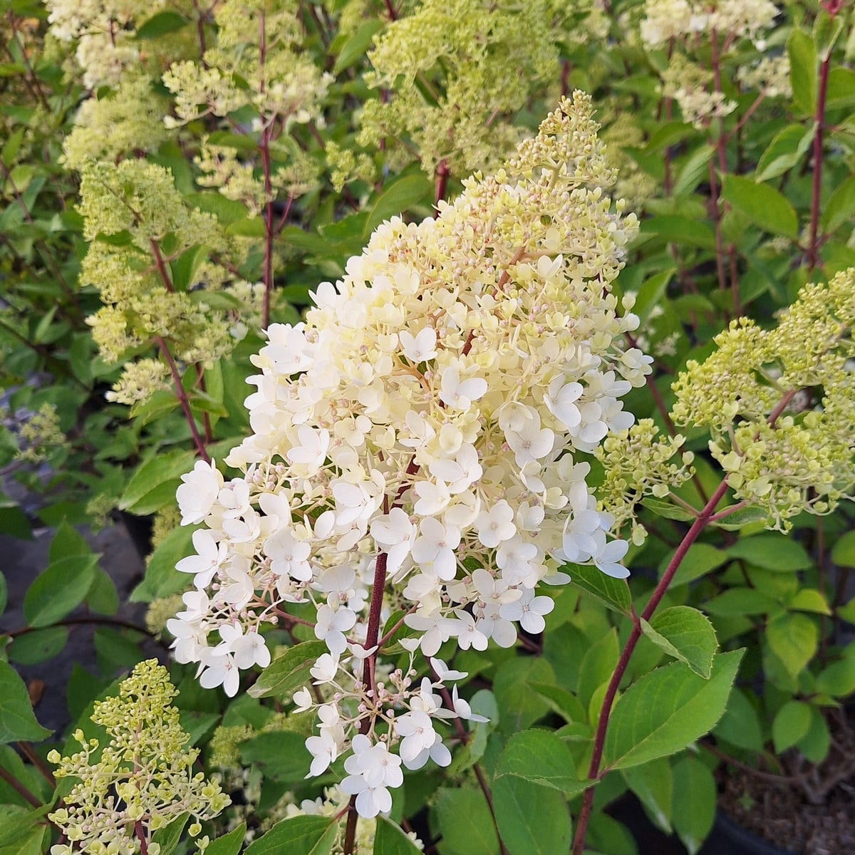 Wunderbar Hydrangea Paniculata Grandiflora Ebenbild