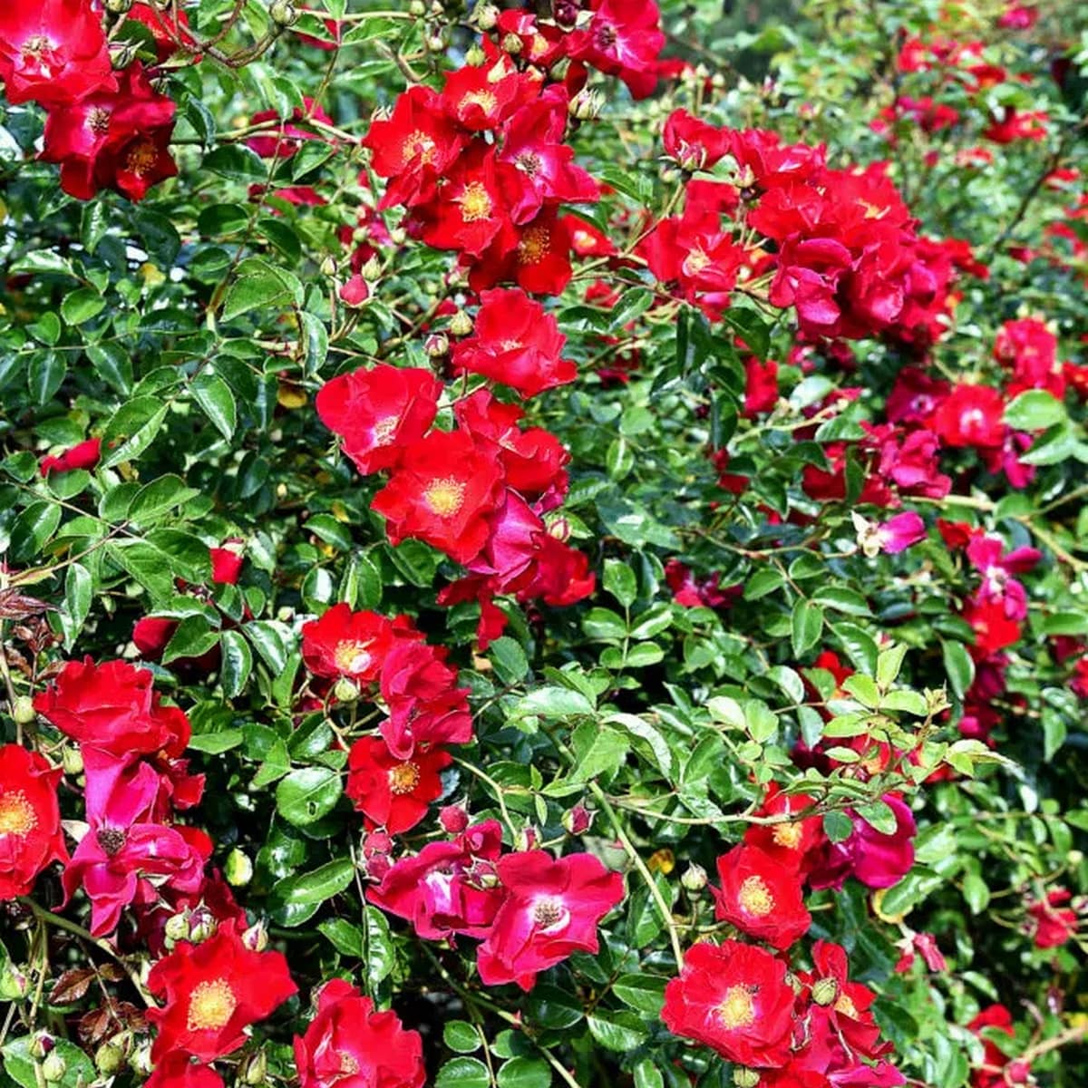 Rosier Vesuvia Grimpant - Décorosier Vesuvia Grimpant - Rosiers/Rosiers ...