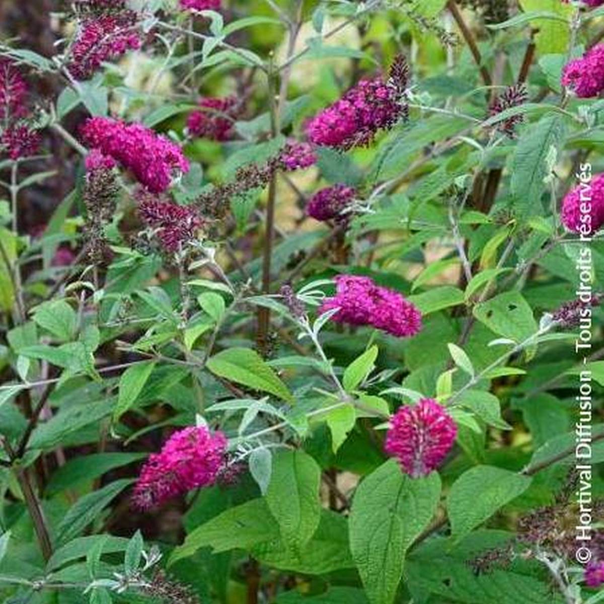 Buddleja Miss Ruby - Arbre aux papillons Nain - Arbustes à Fleurs ...