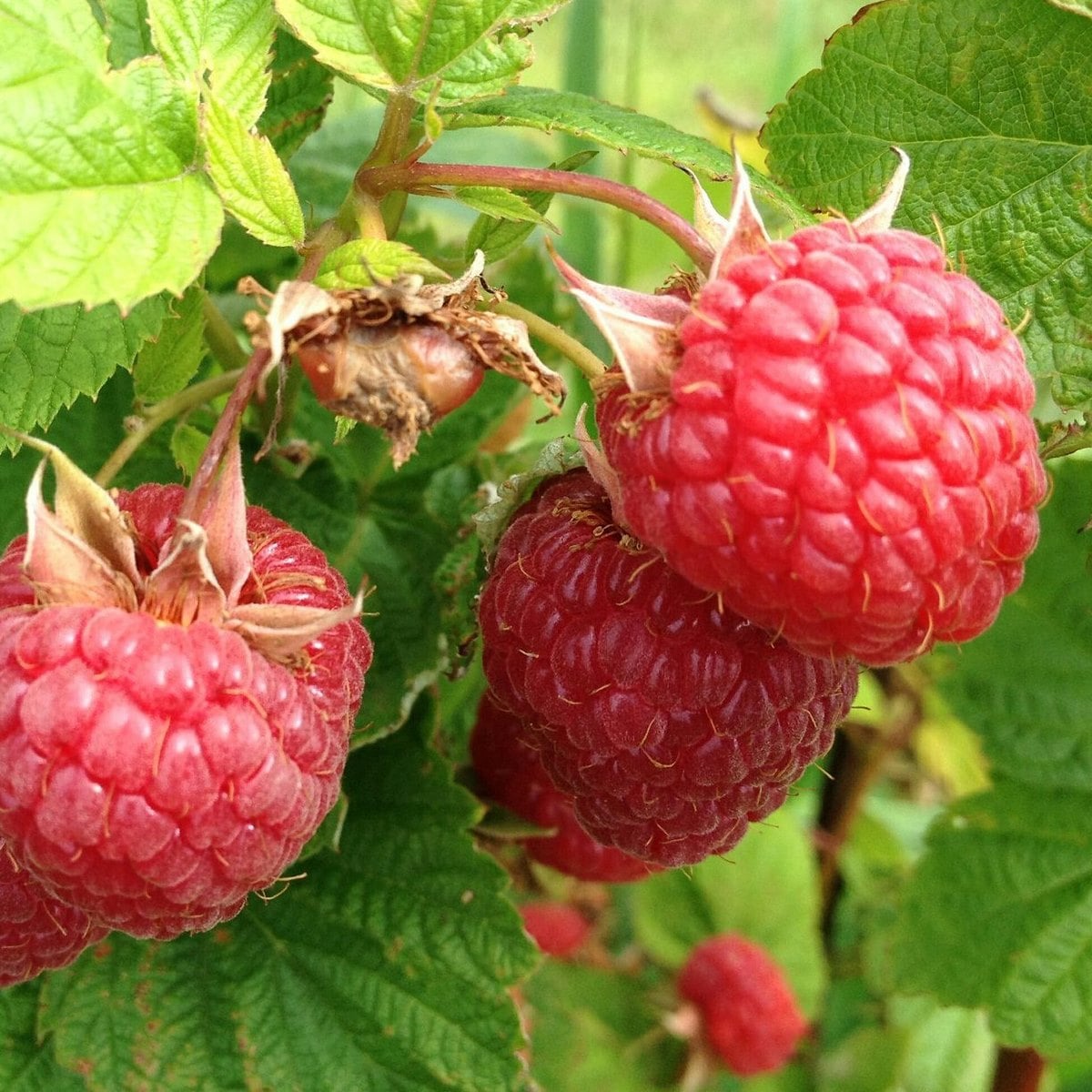 Framboisier Malling Promise - Framboisier Non Remontant - Plants ...