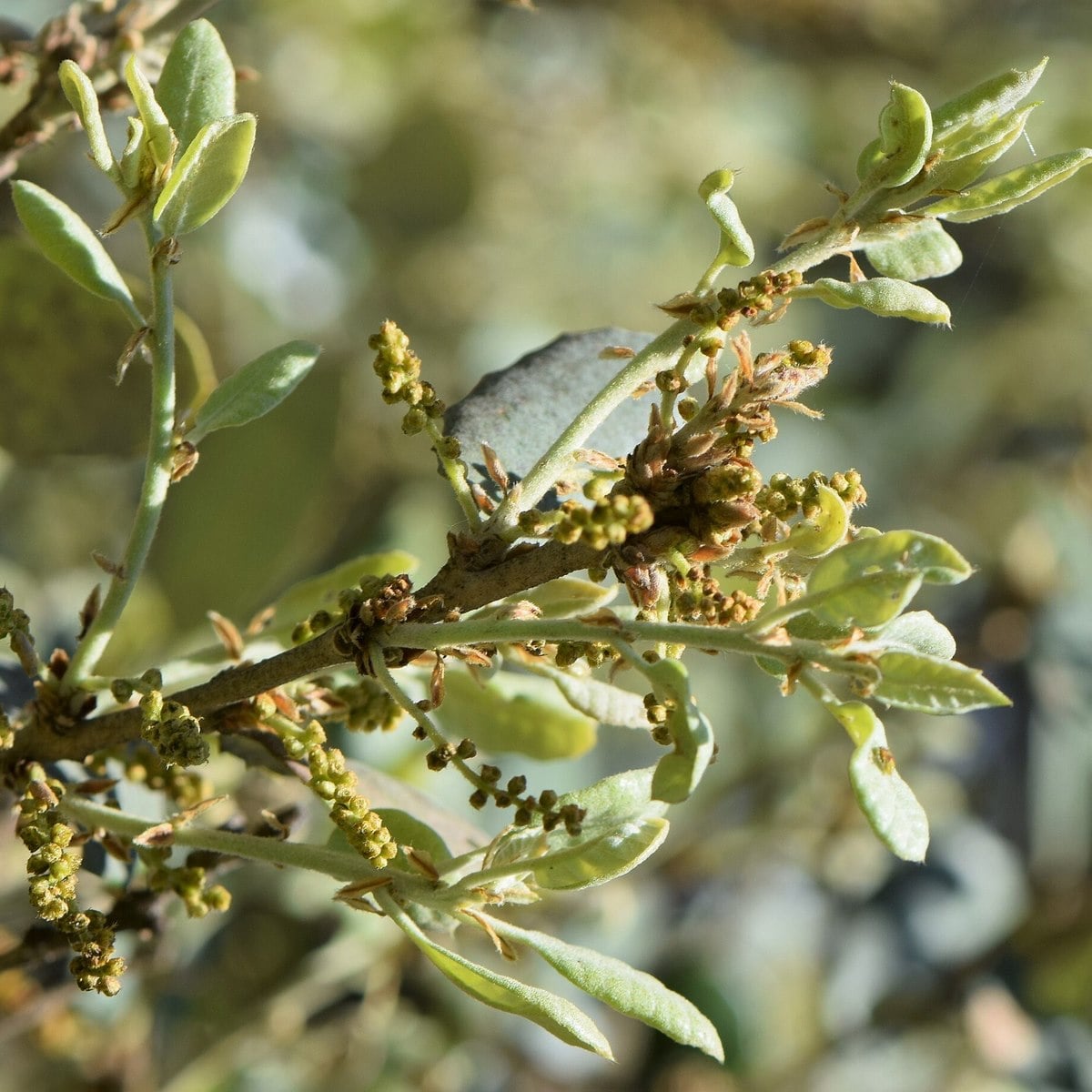Quercus Suber - Chêne Liège - Arbres d'Ornement - shop-ramette.fr