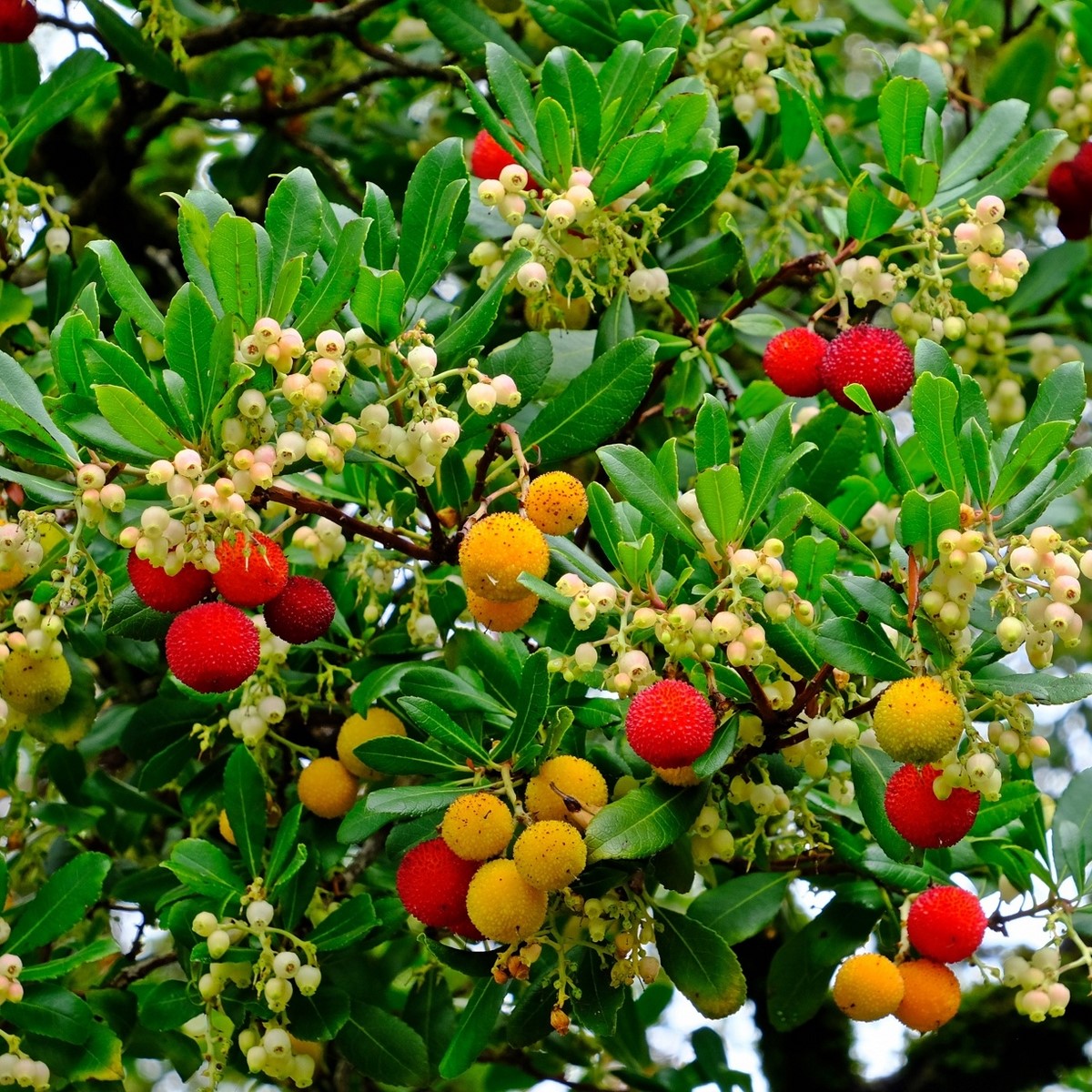 Arbutus Atlantic - Arbousier - Arbres et Arbustes/Arbustes à Feuillage ...