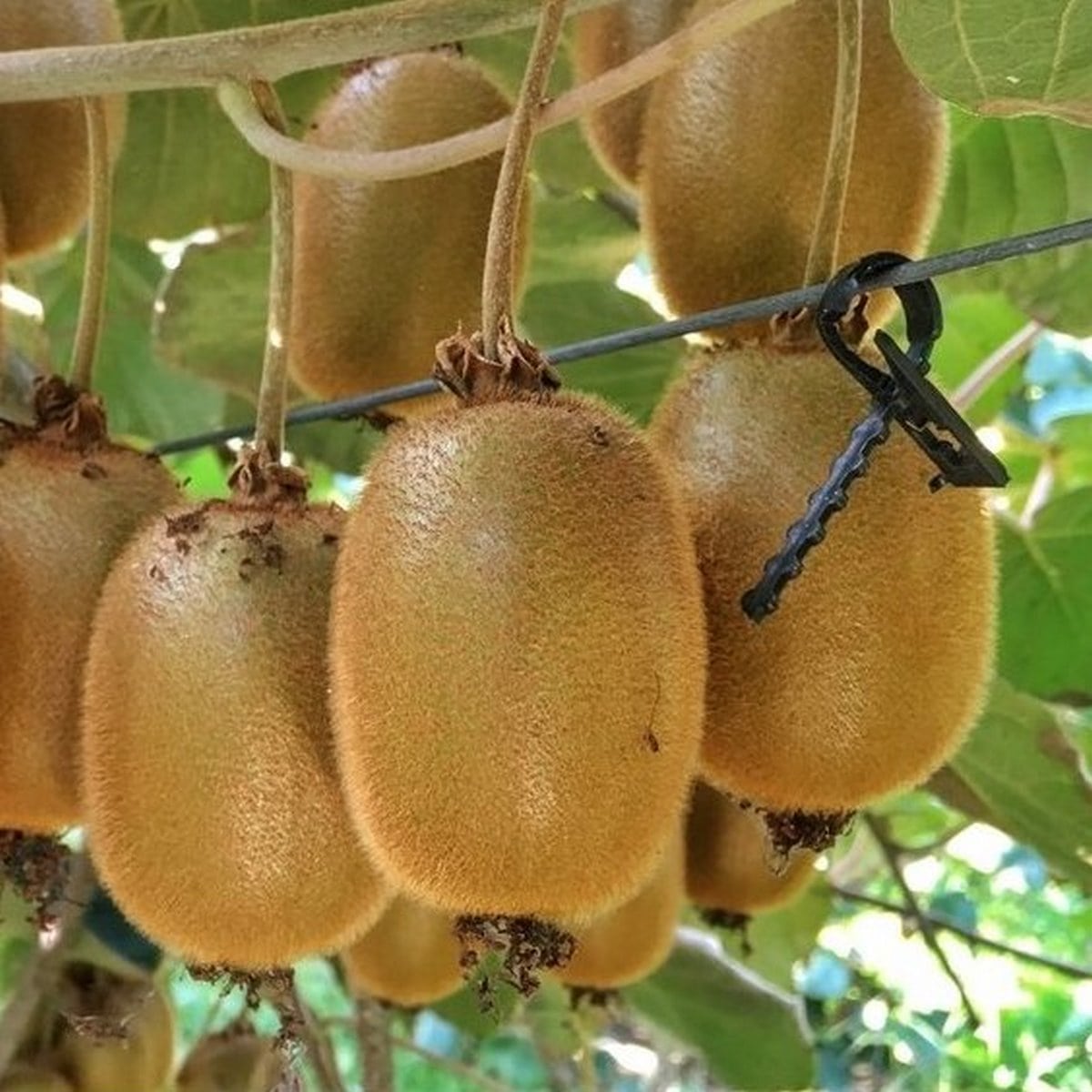 Kiwi Hayward - Actinidia Femelle - Plants Fruitiers/Plants de Petits ...