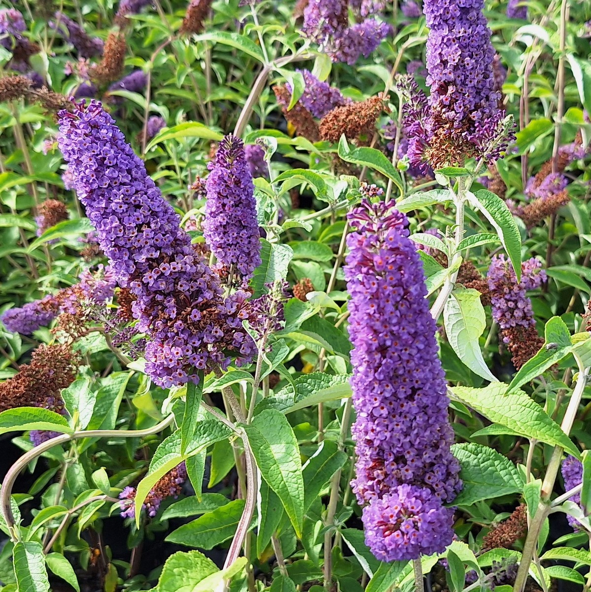 Buddleja Empire Blue - Arbre aux papillons - Buddleia - Arbres et ...