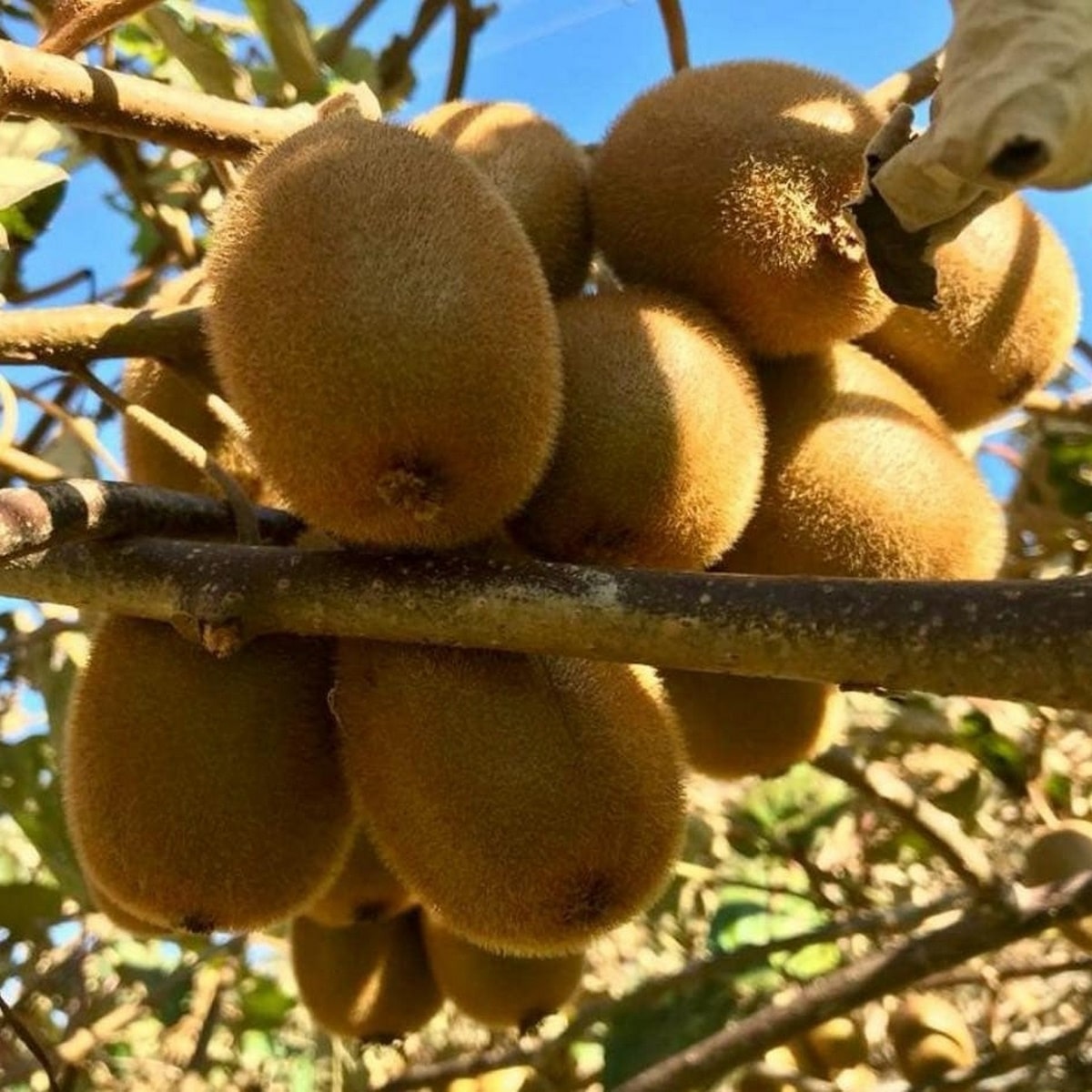 Kiwi Herma - Actinidia Autofertile - Plants Fruitiers/Plants de Petits ...