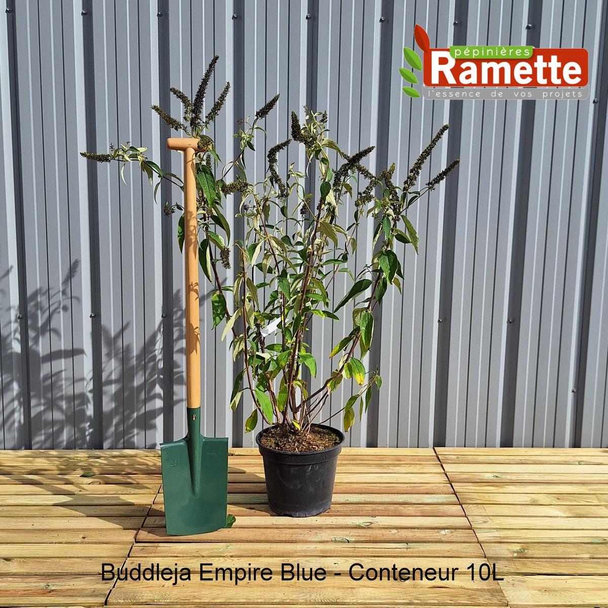 Buddleja Empire Blue - Arbre aux papillons - Buddleia - Arbres et ...