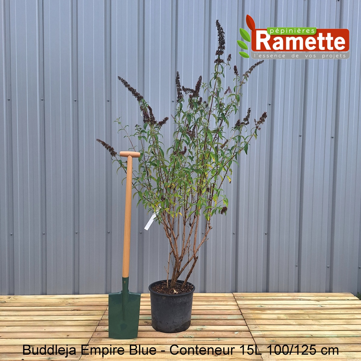 Buddleja Empire Blue - Arbre aux papillons - Buddleia - Arbres et ...