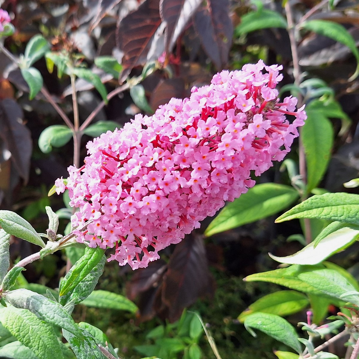 Buddleja Pink Delight - Arbre aux papillons - Buddleia - Arbres et ...