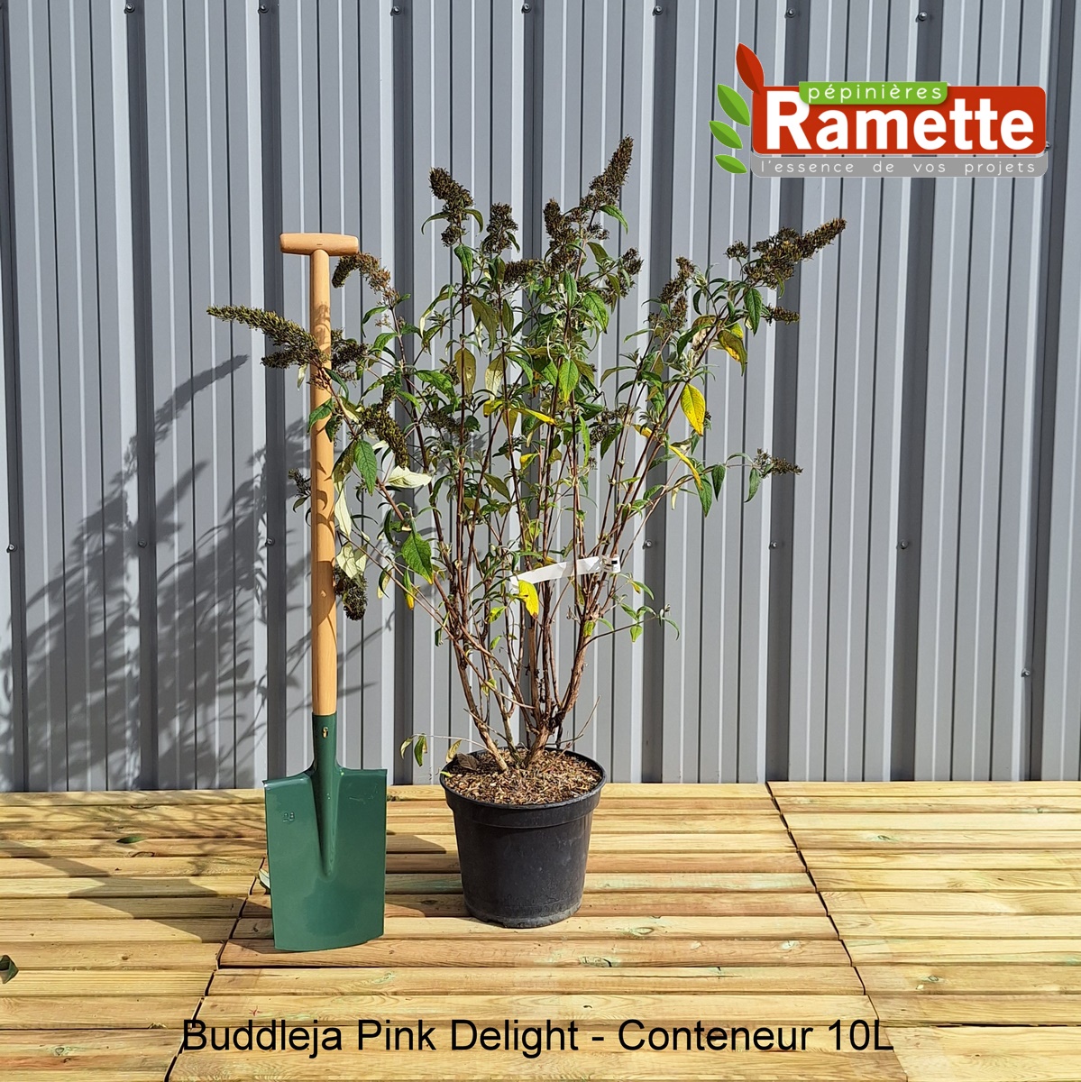 Buddleja Pink Delight - Arbre aux papillons - Buddleia - Arbres et ...
