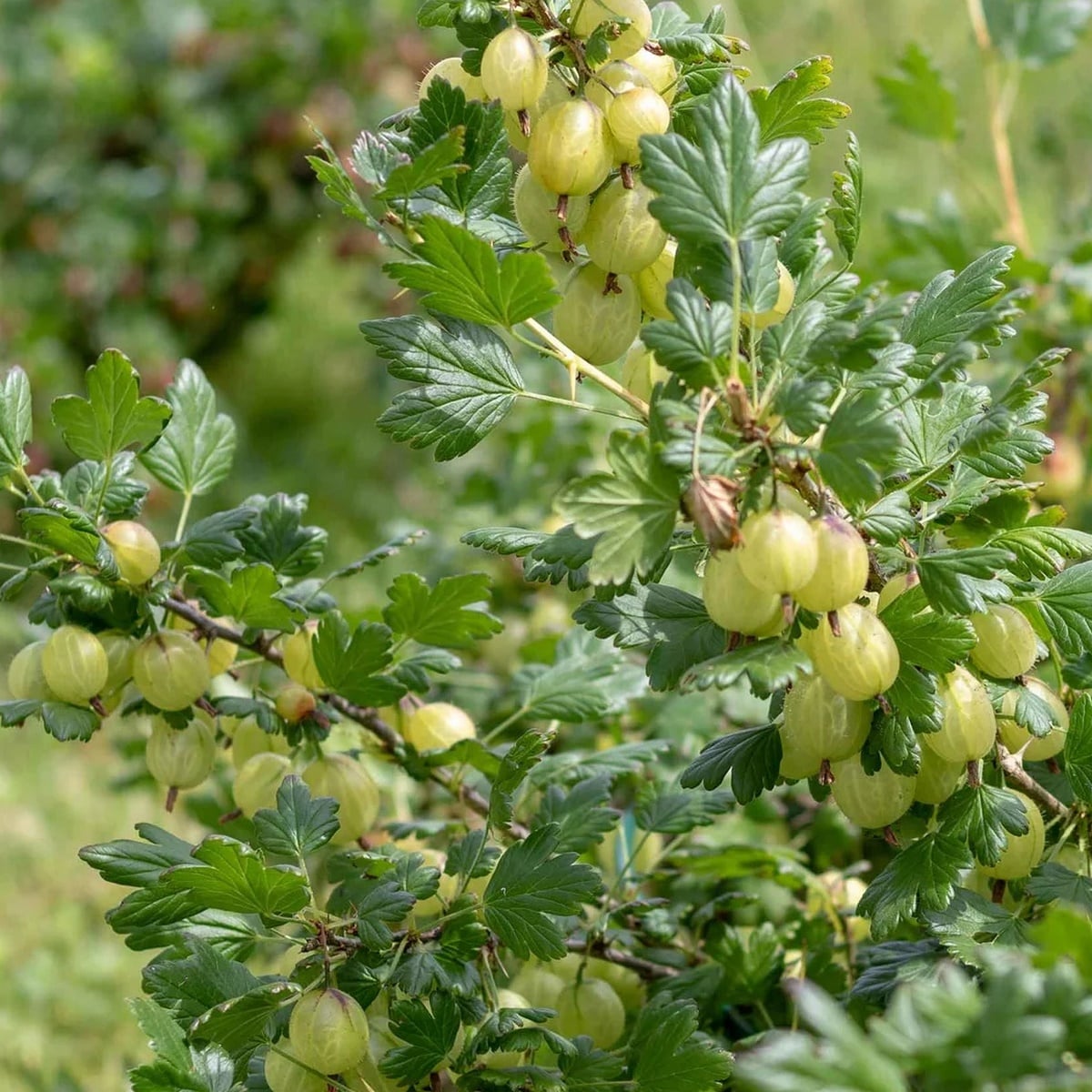 Groseillier Invicta - Groseillier à Maquereaux Blanc - shop-ramette.fr
