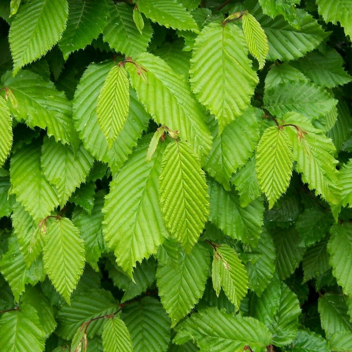 Carpinus betulus - Charme, charmille - Arbres et Arbustes/Arbustes à ...