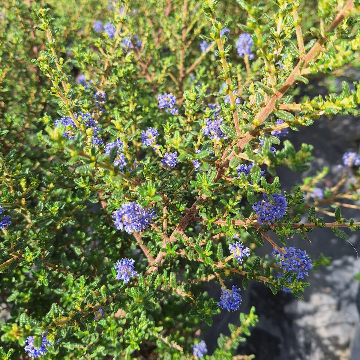 Ceanothus Puget Blue - Ceanothe - Lilas de Californie - Arbres et ...