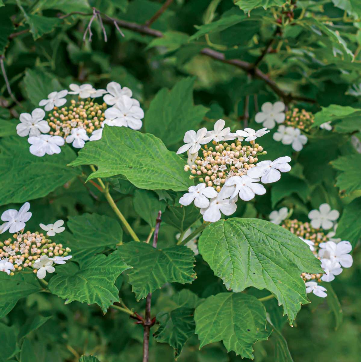 Viburnum Opulus - Viorne Obier - shop-ramette.fr
