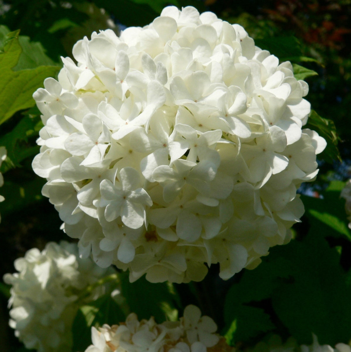 Viburnum opulus Roseum- Viorne Boule de neige - shop-ramette.fr
