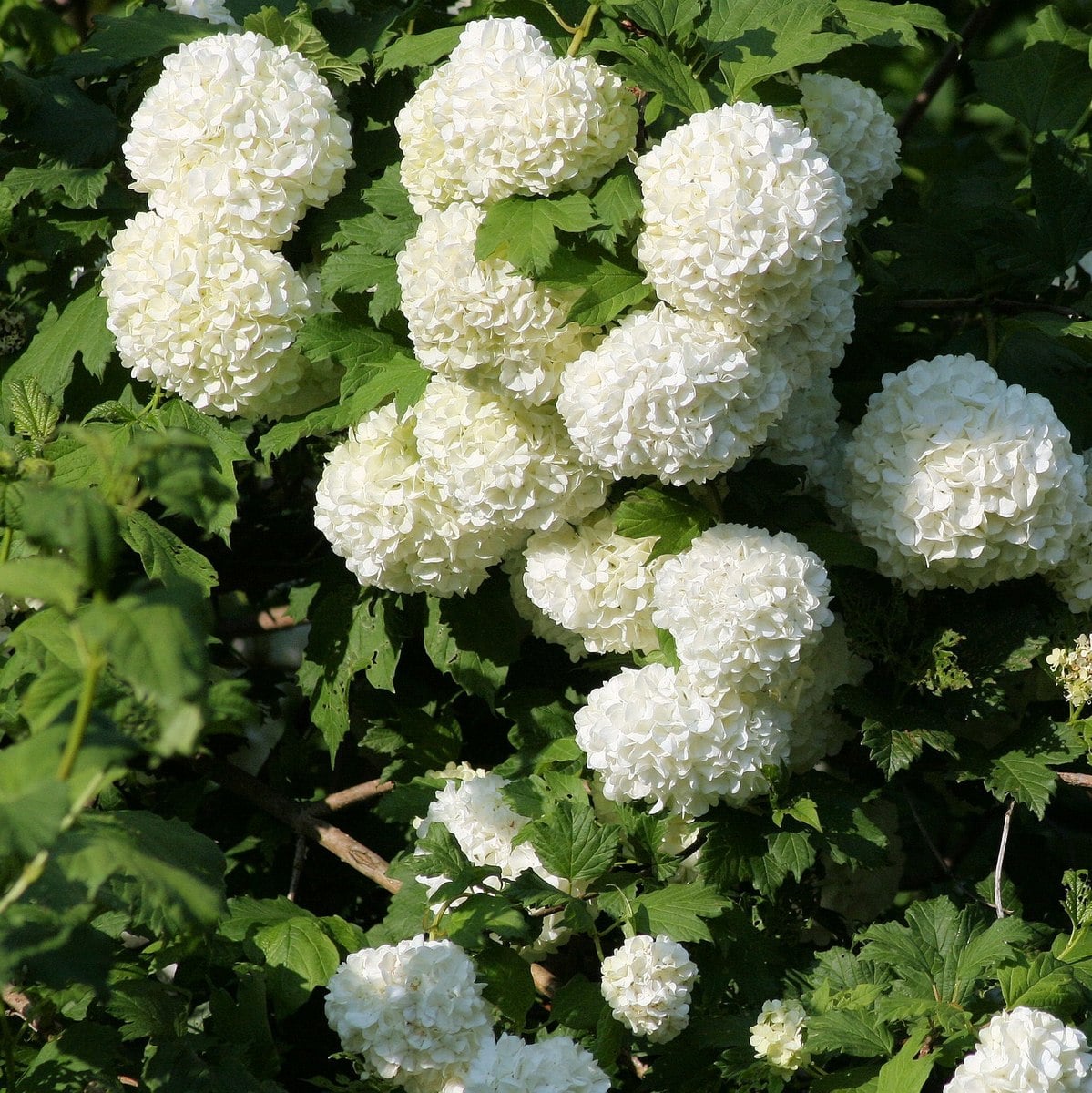Viburnum opulus Roseum- Viorne Boule de neige - shop-ramette.fr
