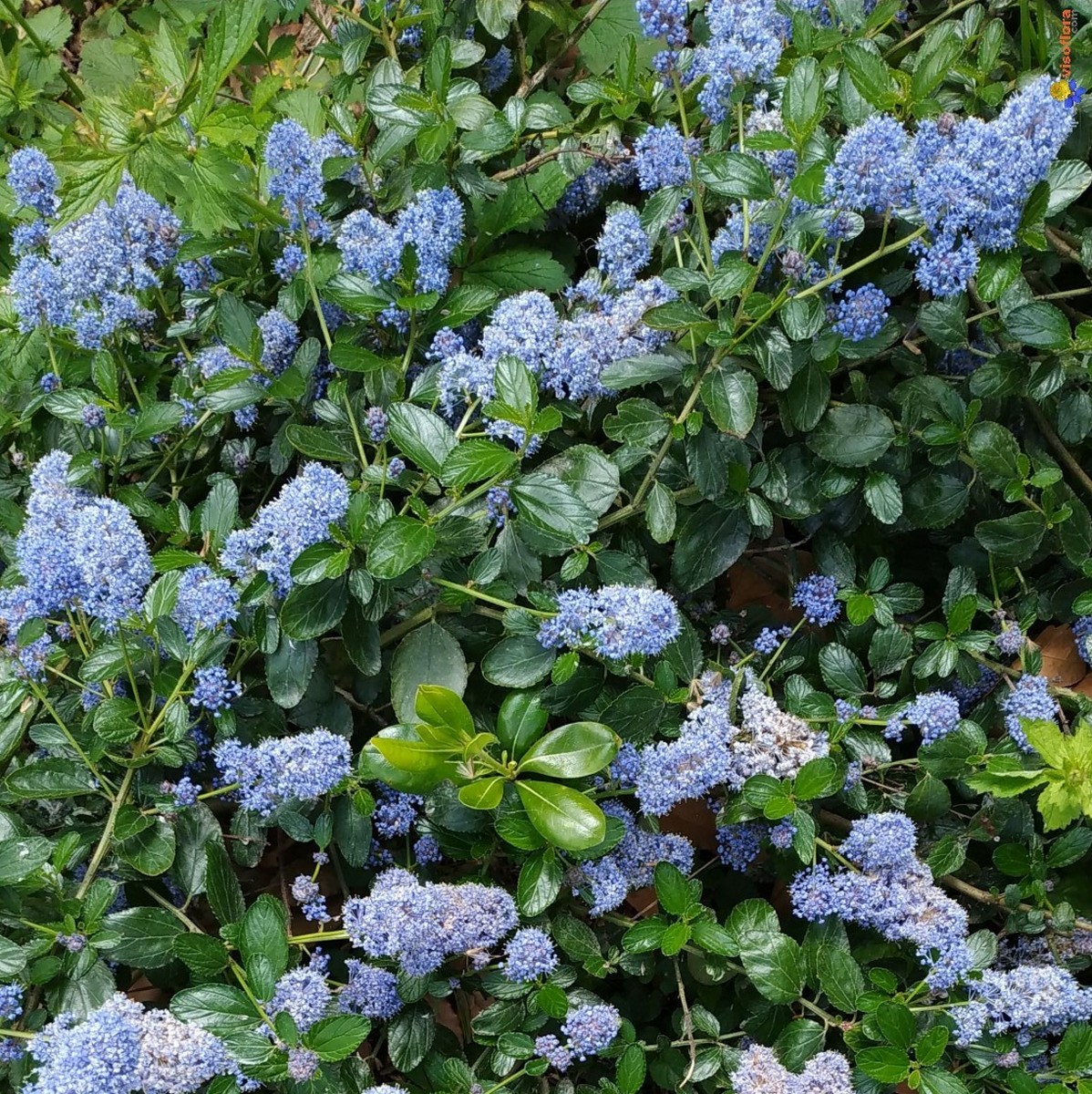 Ceanothus Repens - Céanothe rampante - Lilas de Californie - Arbres et ...