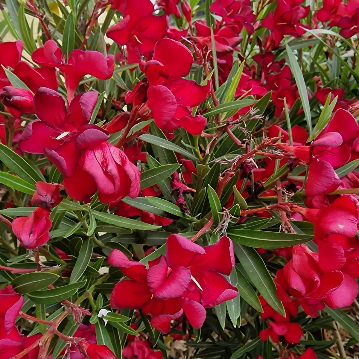 Laurier Rose Petite Red - Nerium - Plantes de Climat Doux - shop-ramette.fr