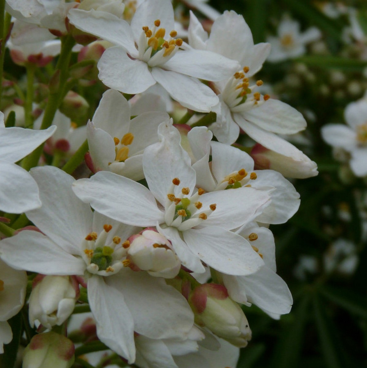 Choisya Aztec Pearl - Oranger du Mexique - Arbres et Arbustes/Arbustes ...