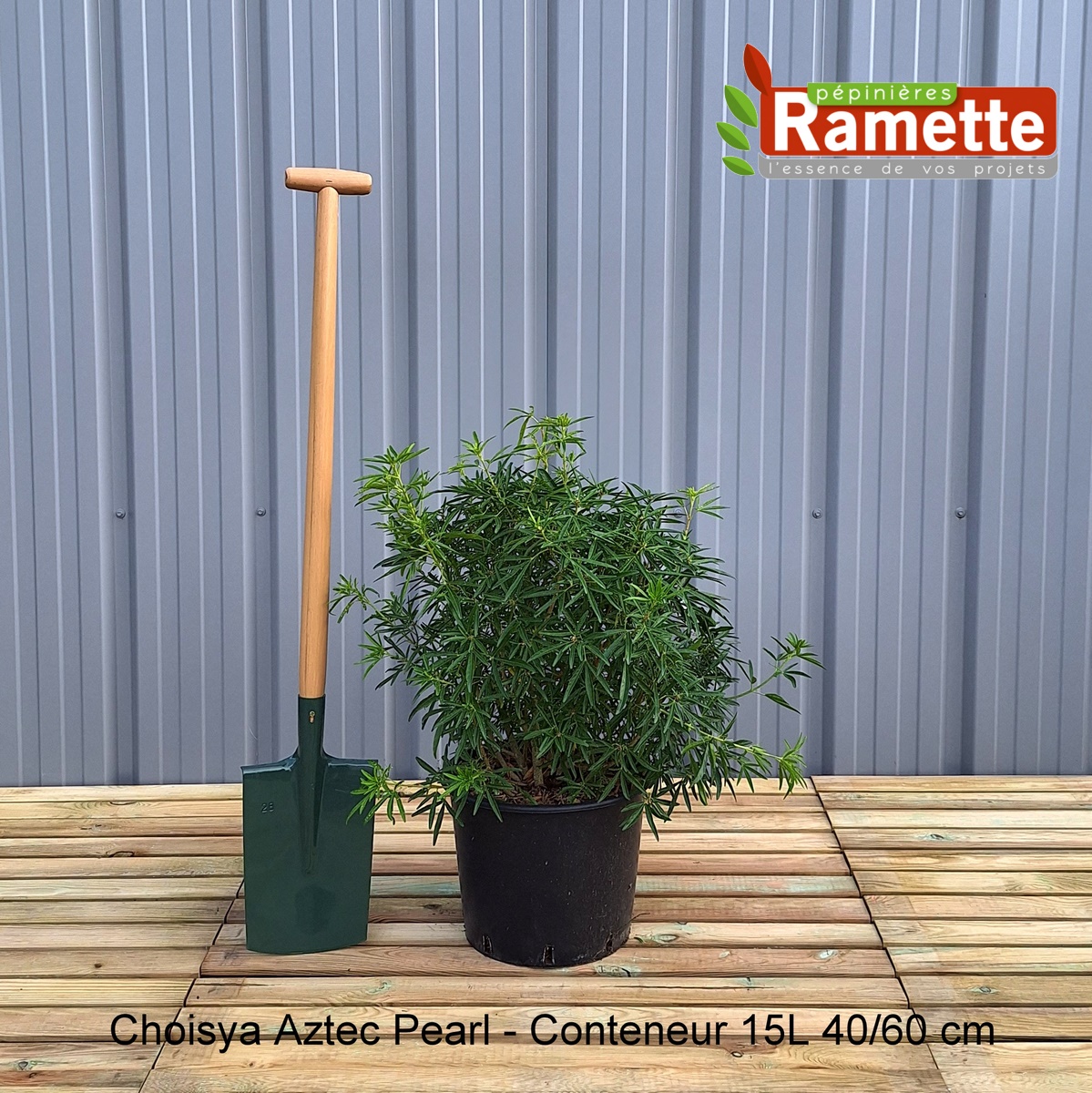 Choisya Aztec Pearl - Oranger du Mexique - Arbres et Arbustes/Arbustes ...