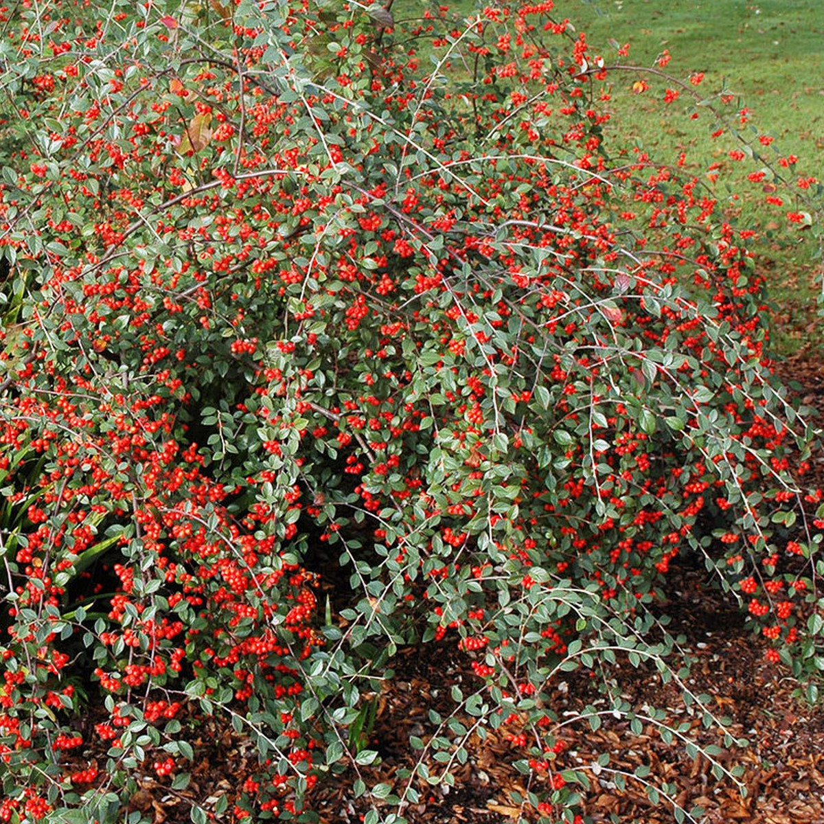 Cotoneaster Franchetii - Arbres et Arbustes/Arbustes à Feuillage ...