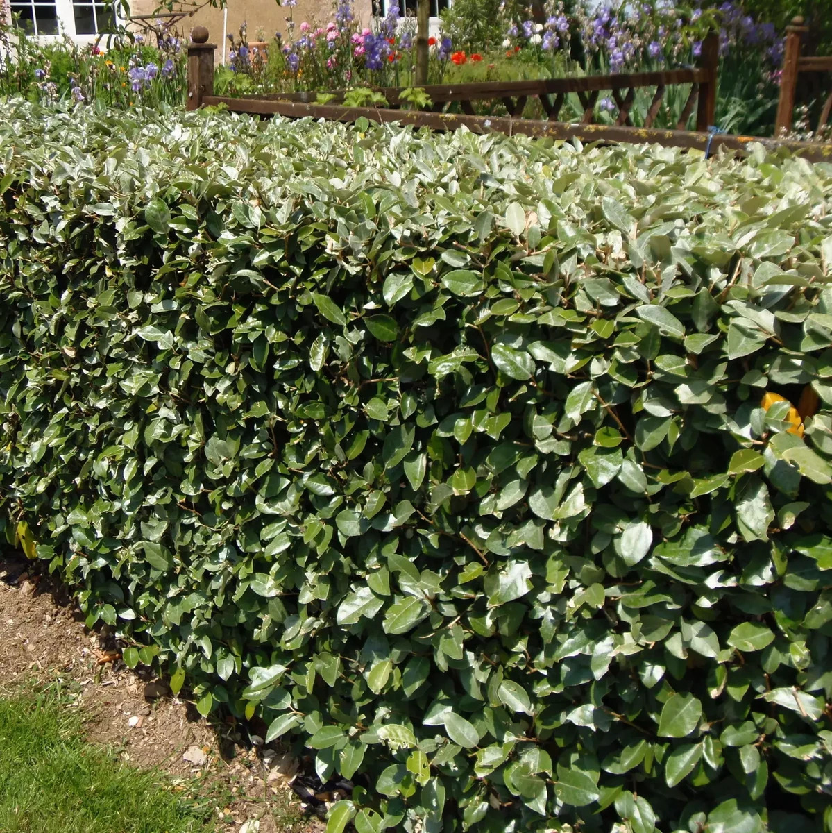 Elaeagnus ebbingei - Chalef - Arbres et Arbustes/Arbustes à Feuillage ...