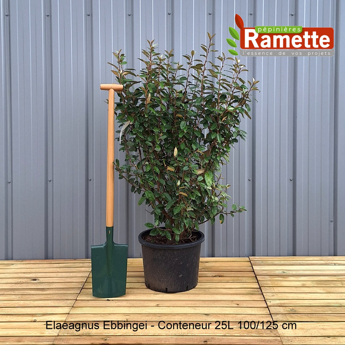 Elaeagnus ebbingei - Chalef - Arbres et Arbustes/Arbustes à Feuillage ...