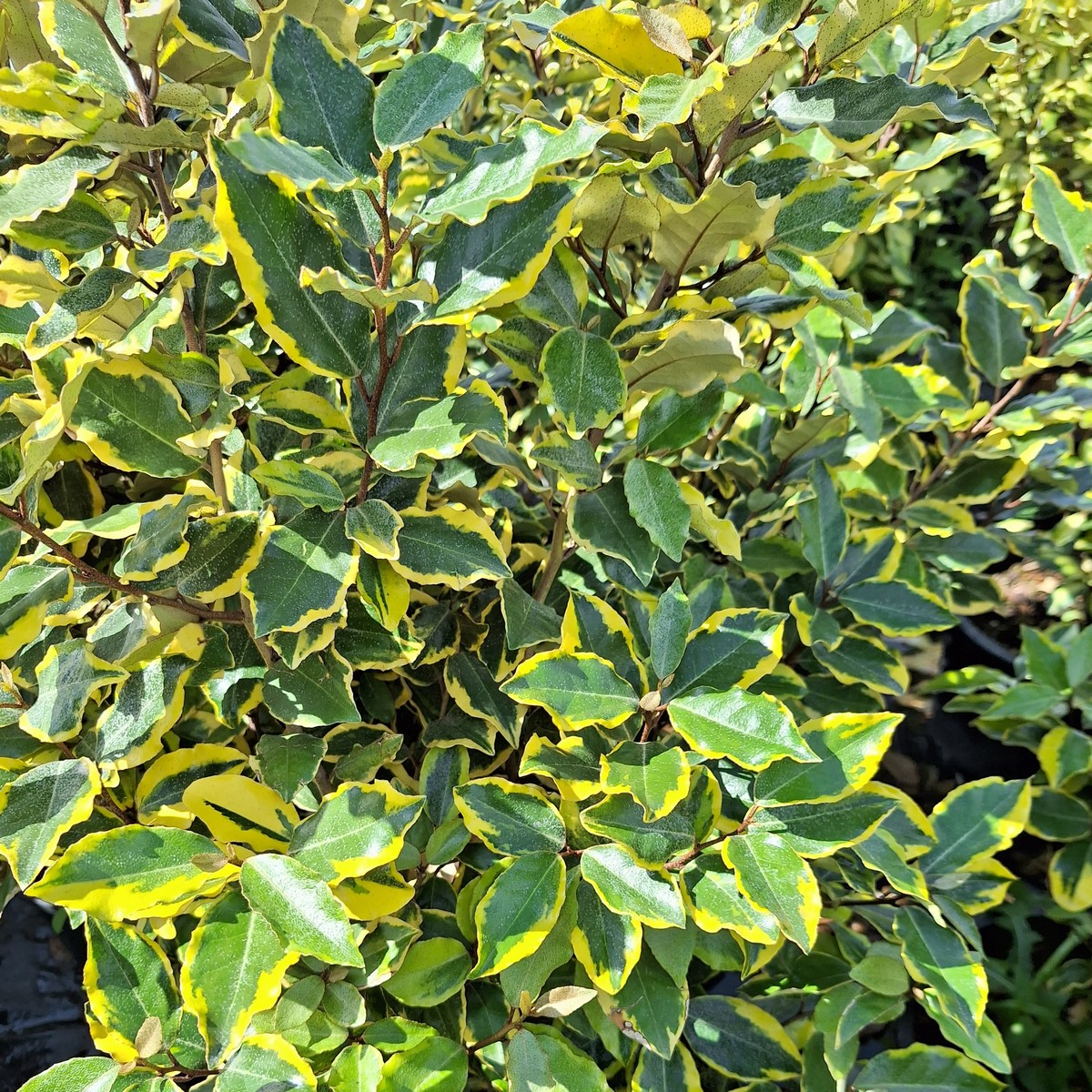 Elaeagnus Viveleg - Chalef panaché - Arbres et Arbustes/Arbustes à ...