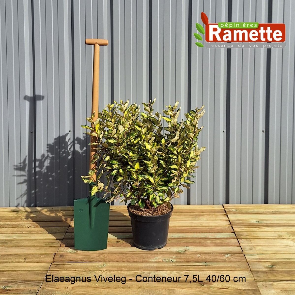 Elaeagnus Viveleg - Chalef panaché - Arbres et Arbustes/Arbustes à ...