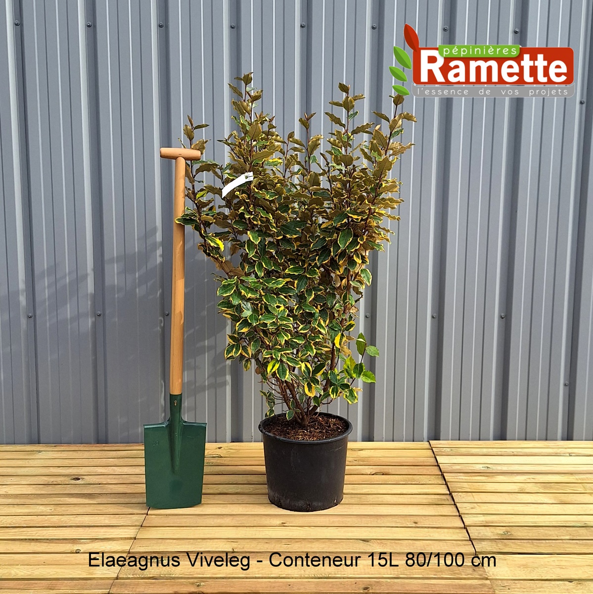 Elaeagnus Viveleg - Chalef panaché - Arbres et Arbustes/Arbustes à ...