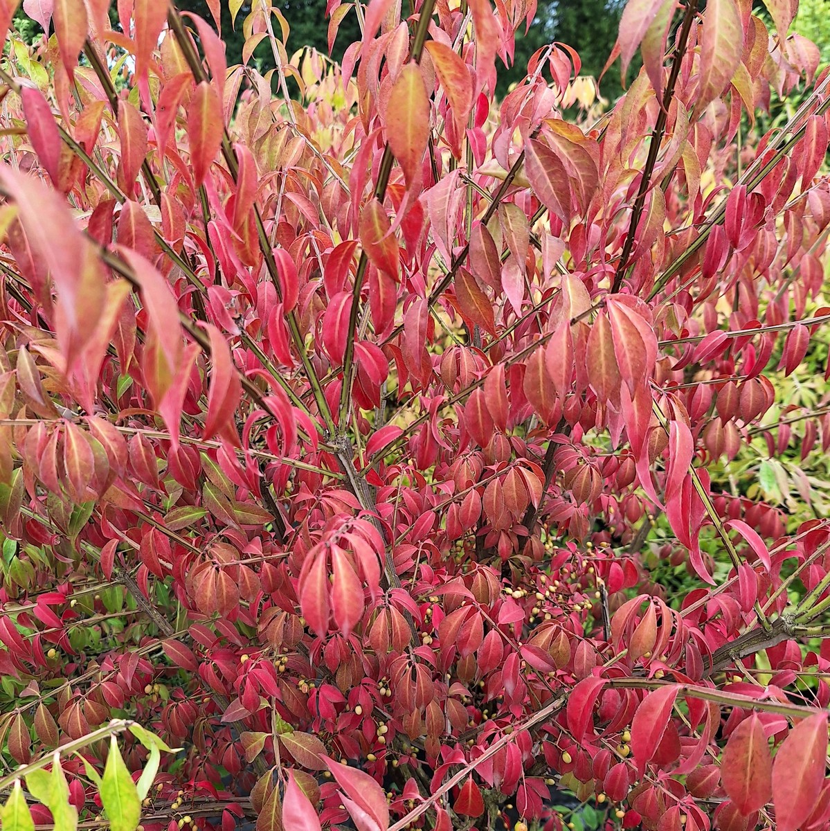 Euonymus alatus - Fusain ailé - Arbres et Arbustes/Arbustes à Feuillage ...