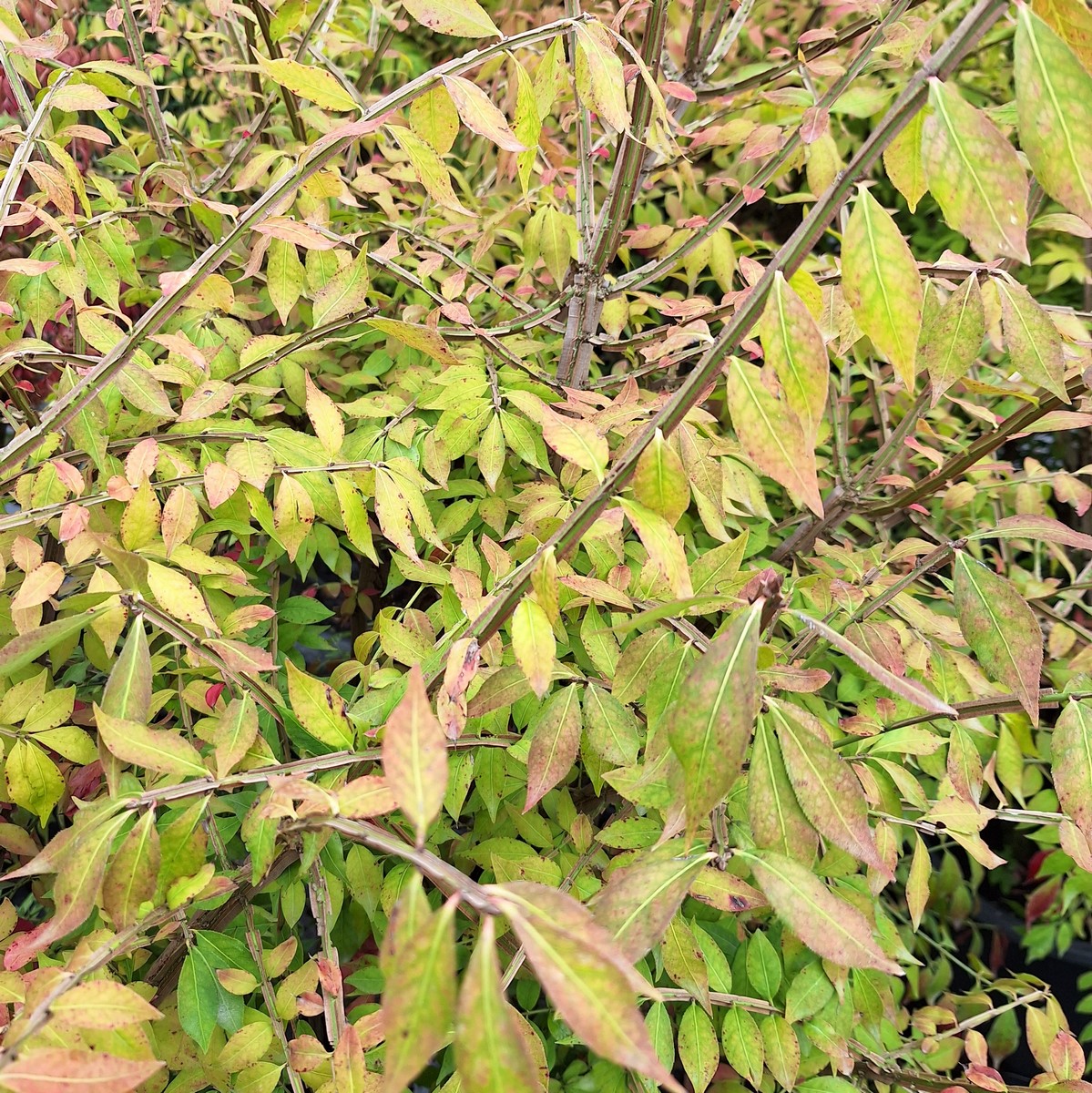 Euonymus alatus - Fusain ailé - Arbres et Arbustes/Arbustes à Feuillage ...