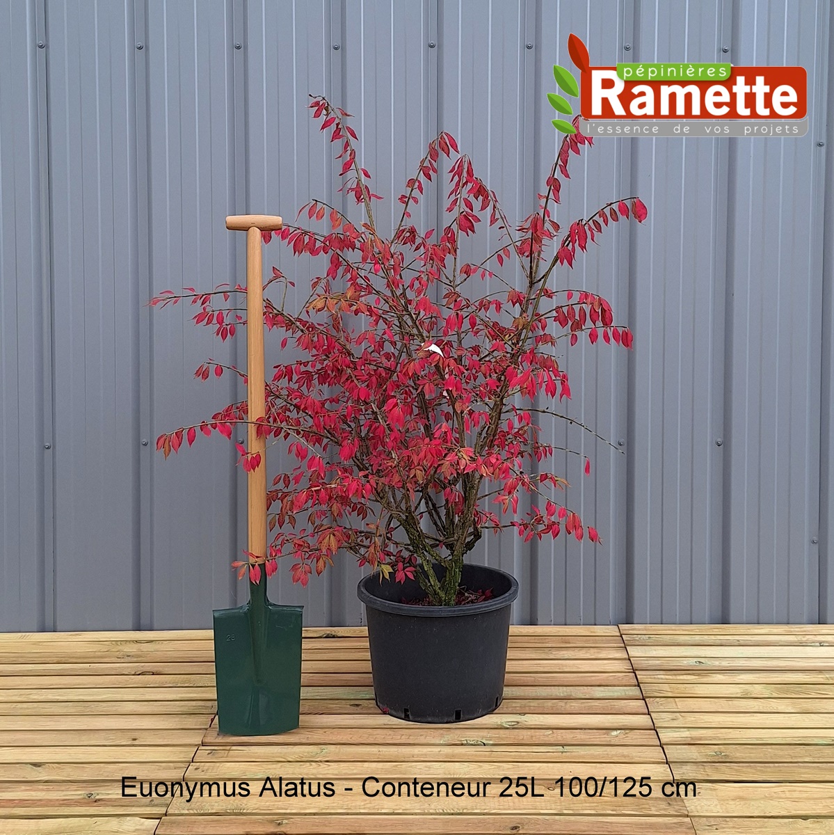 Euonymus alatus - Fusain ailé - Arbres et Arbustes/Arbustes à Feuillage ...