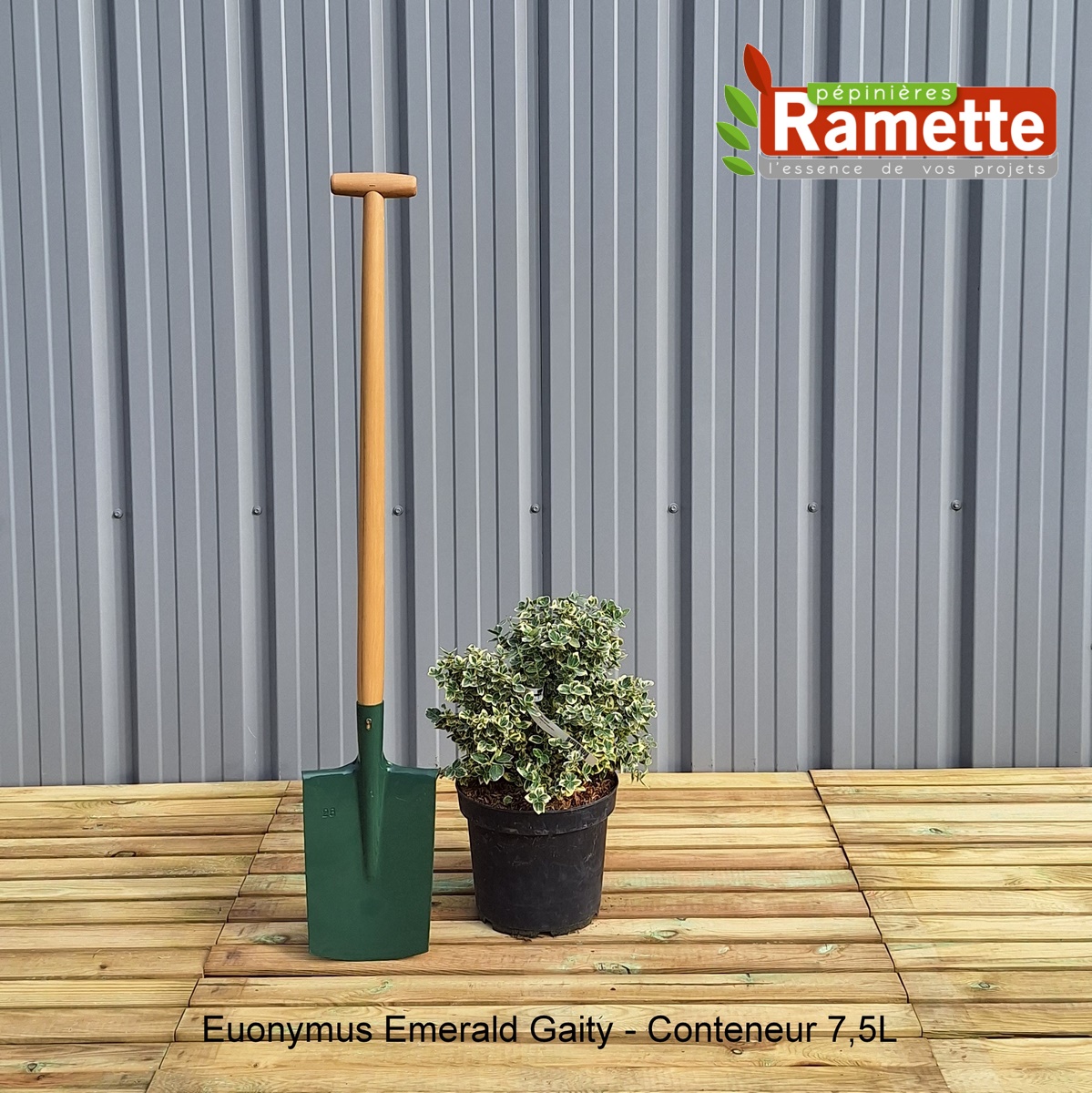 Euonymus Emerald Gaity - Fusain - Arbres et Arbustes/Arbustes à ...