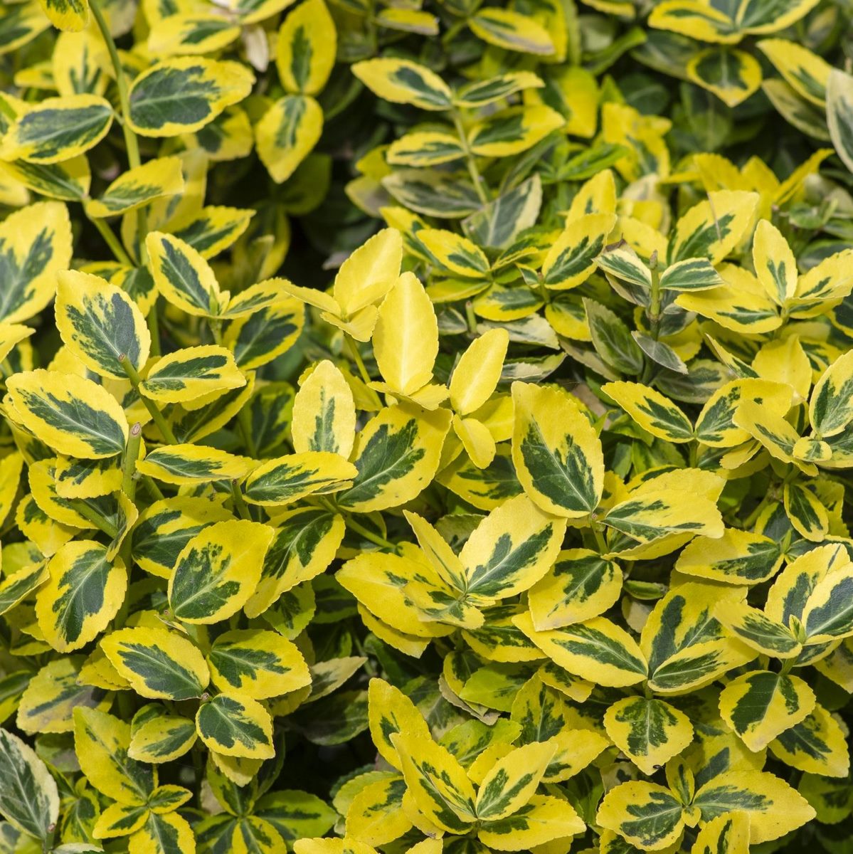 Euonymus Emerald'n Gold - Fusain - Arbres et Arbustes/Arbustes Couvre ...