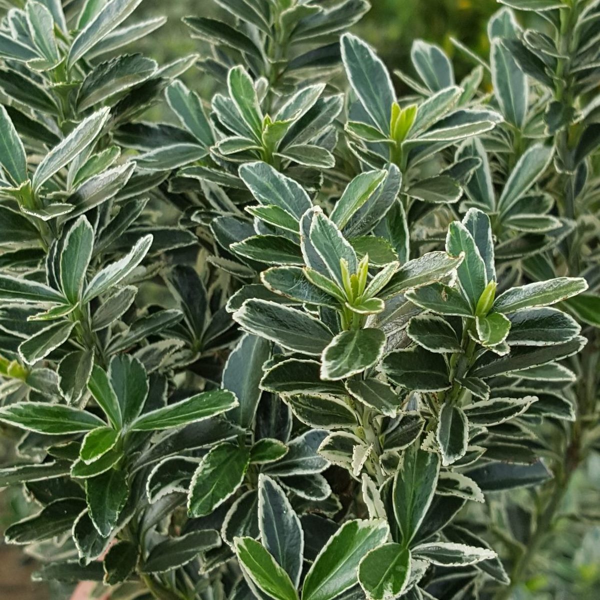 Euonymus Microphyllus Albovariegatus - Fusain du Japon Panaché - Arbres ...
