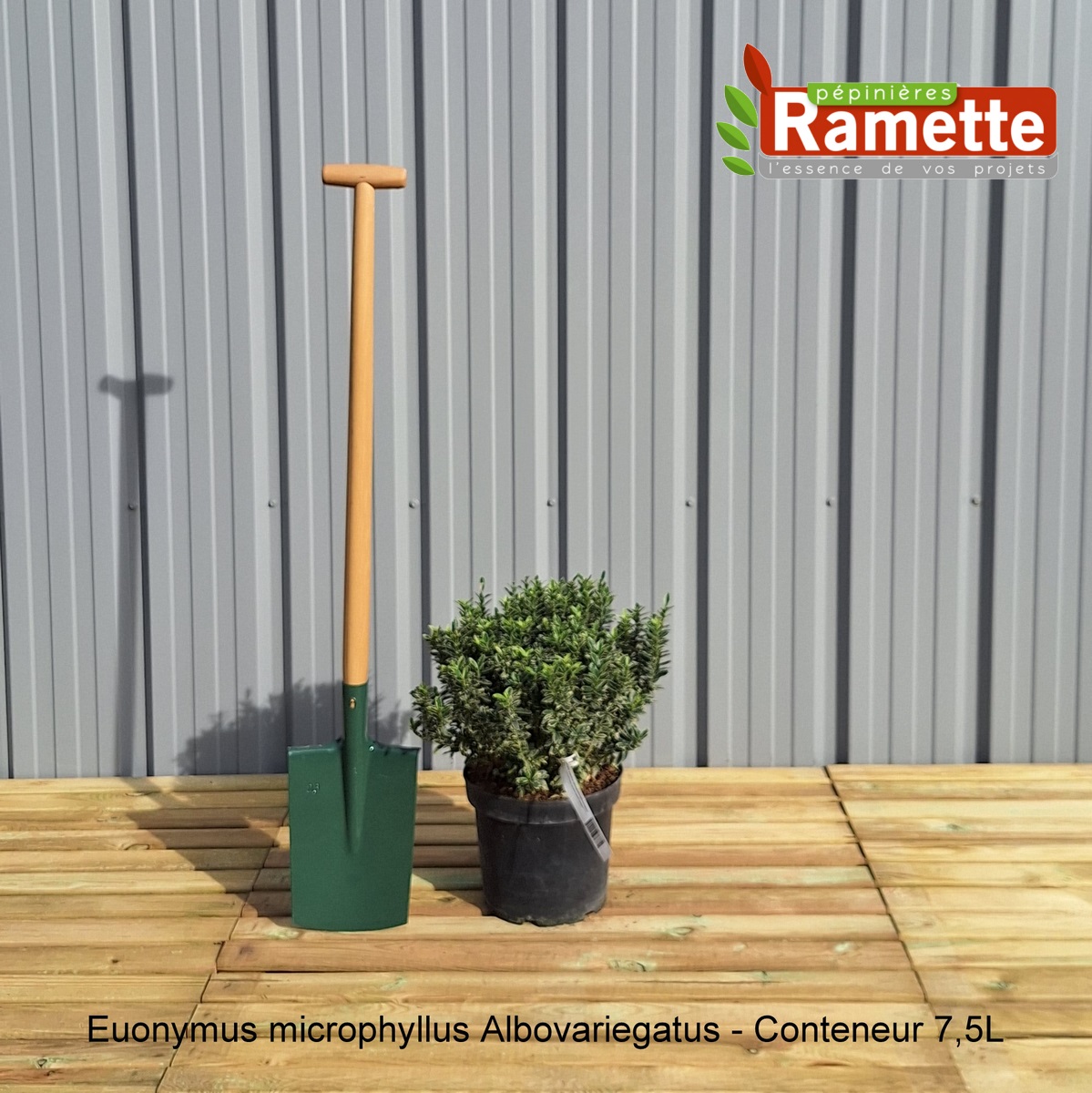 Euonymus Microphyllus Albovariegatus - Fusain du Japon Panaché - Arbres ...