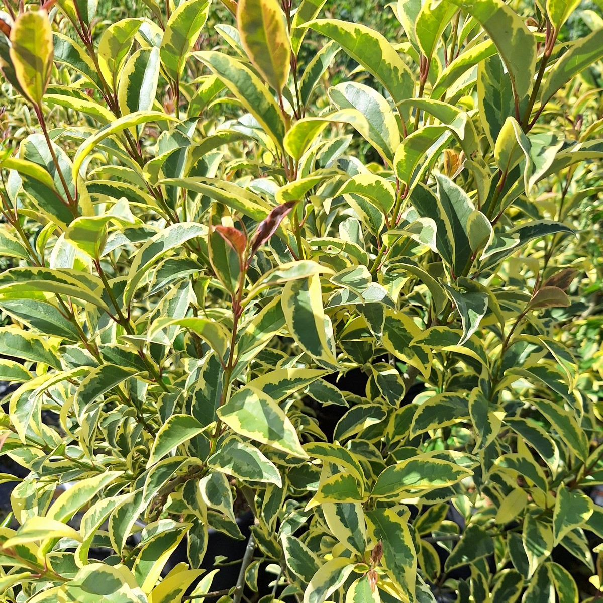 Ligustrum Excelsum Superbum - Troène du Japon panaché - Arbres et ...
