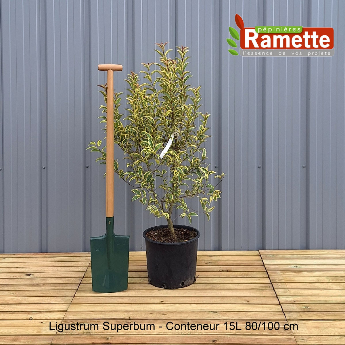 Ligustrum Excelsum Superbum - Troène du Japon panaché - Arbres et ...