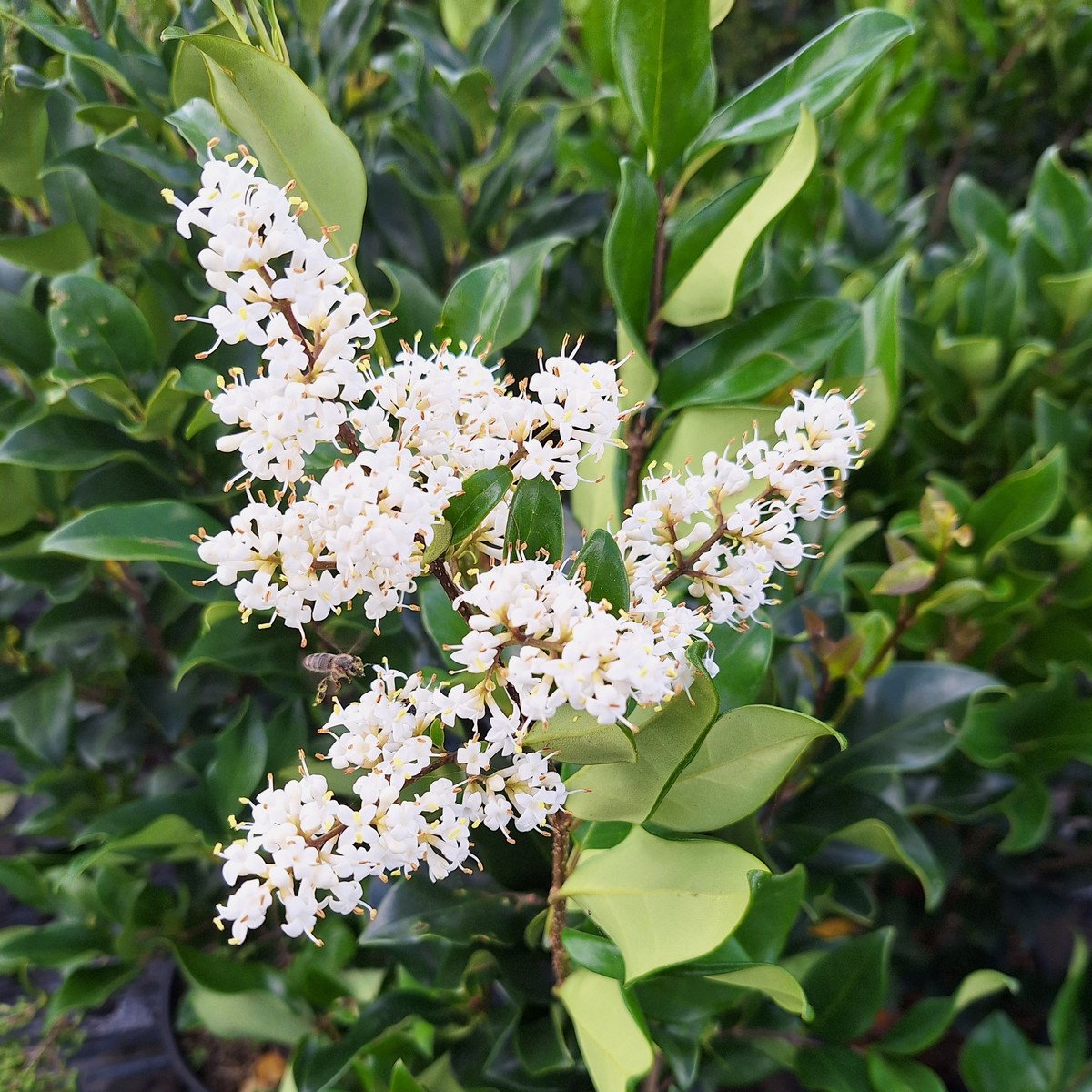 Ligustrum Texanum - Troène du Texas - Arbres et Arbustes/Arbustes à ...