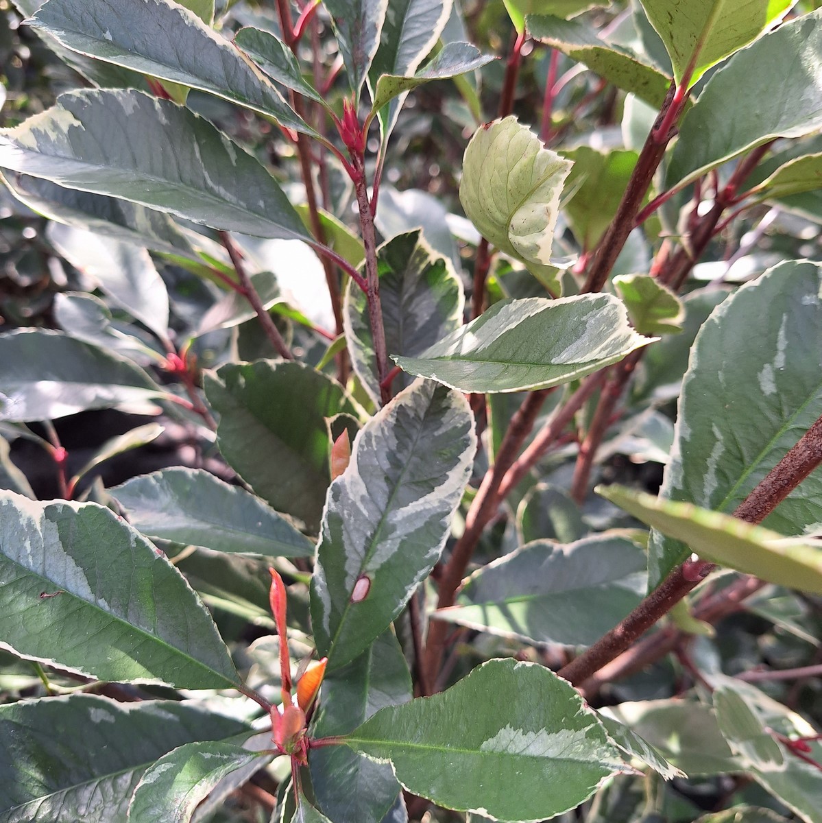 Photinia Louise Mac Larlou - Photinia panaché - Arbres et Arbustes ...