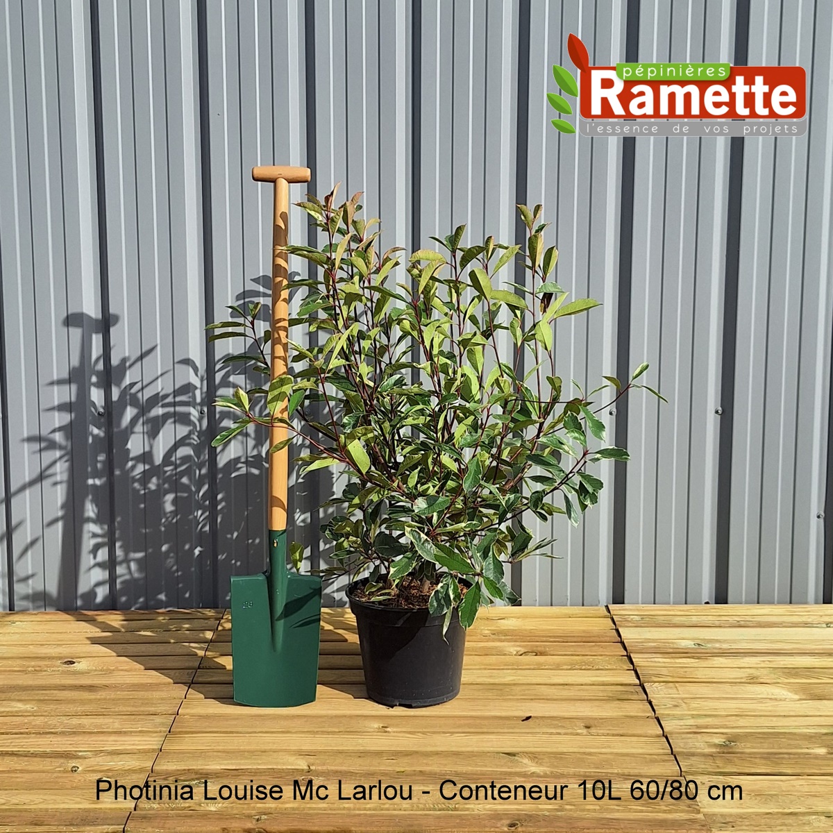 Photinia Louise Mac Larlou - Photinia panaché - Arbres et Arbustes ...